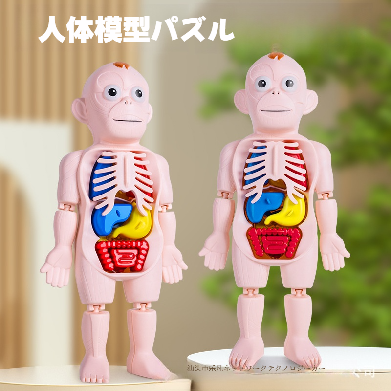 【遊びながら習う】人体器官模型パズル｜組み立て・DIY・STEAM・医学・小学生・科学教育・玩具・知育おもちゃ | おもちゃ | 7sGood通販